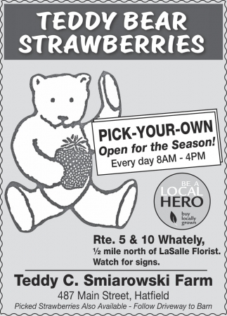 Teddy Bear Strawberries, Teddy C. Smiarowski Farm, Hatfield, MA